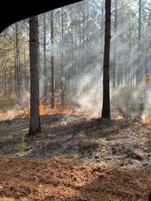 Managing Timber – Georgia Sheriffs' Youth Homes