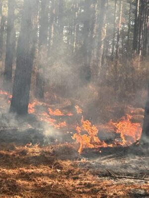 Managing Timber – Georgia Sheriffs' Youth Homes